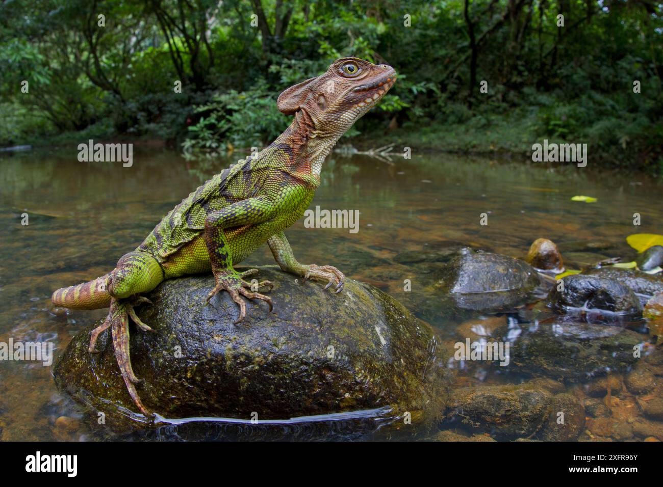 Common basilisk (Basiliscus basiliscus) on rock in river, Canande ...