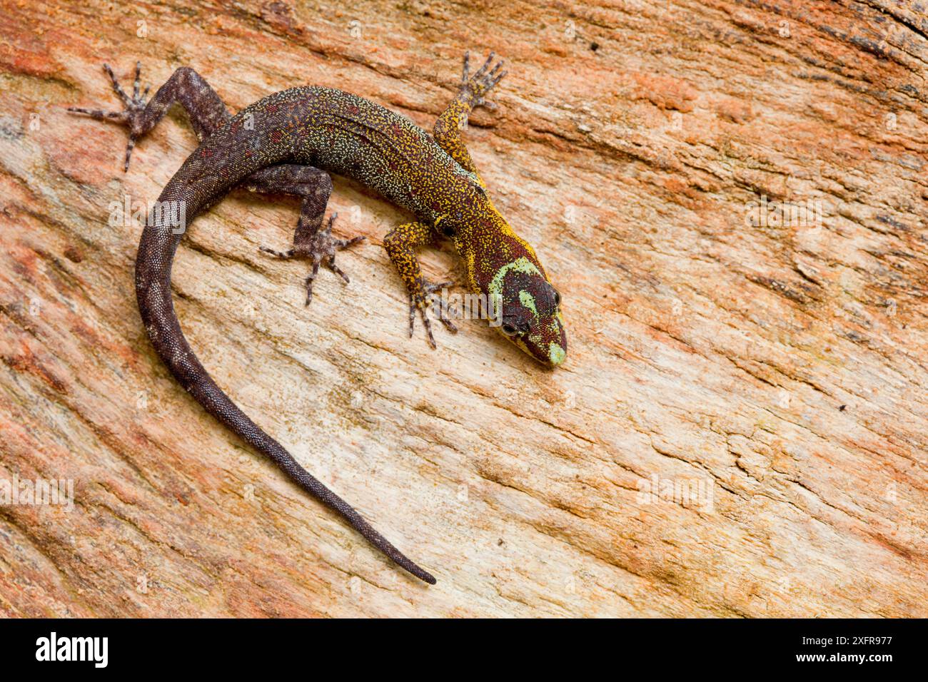 Rainbow sun gecko (Gonatodes humeralis) on wood, Cuyabeno, Sucumbios ...