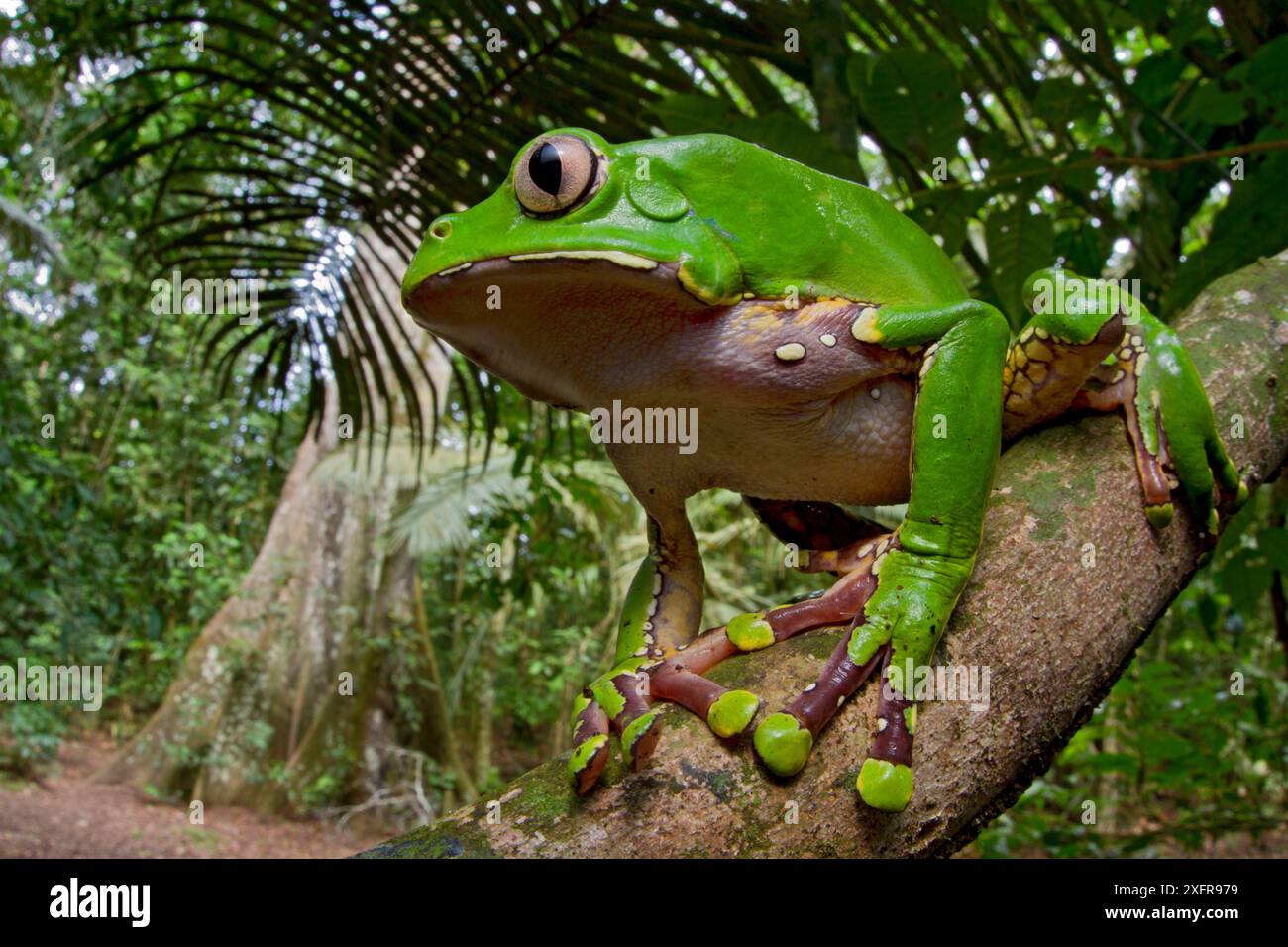 Giant monkey frog / Blue and yellow frog (Phyllomedusa bicolor) on ...