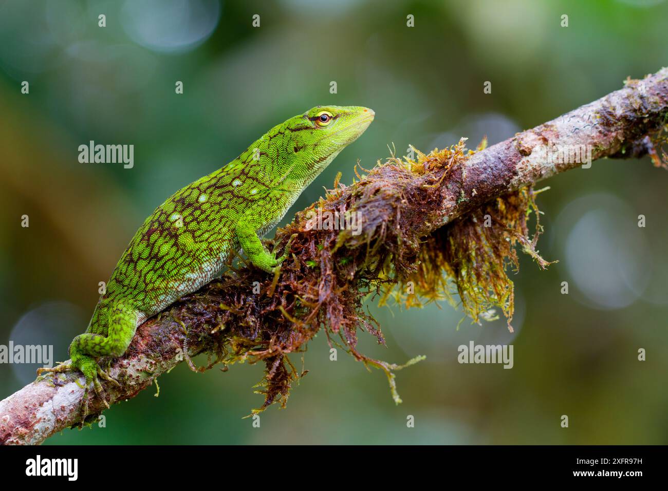 Anolis parvauritus hi-res stock photography and images - Alamy