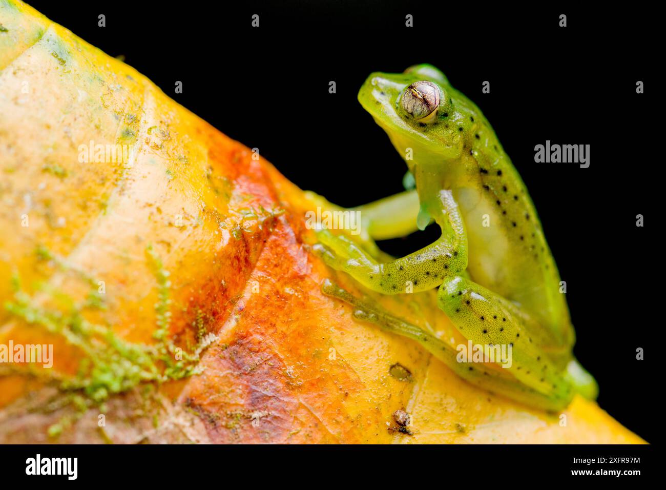 Emerald glass frog (Espadarana prosoblepon) portrait, sitting on leaf ...