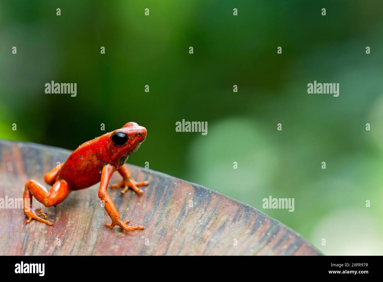 Little-devil poison frog (Oophaga sylvatica) on plant, Canande ...