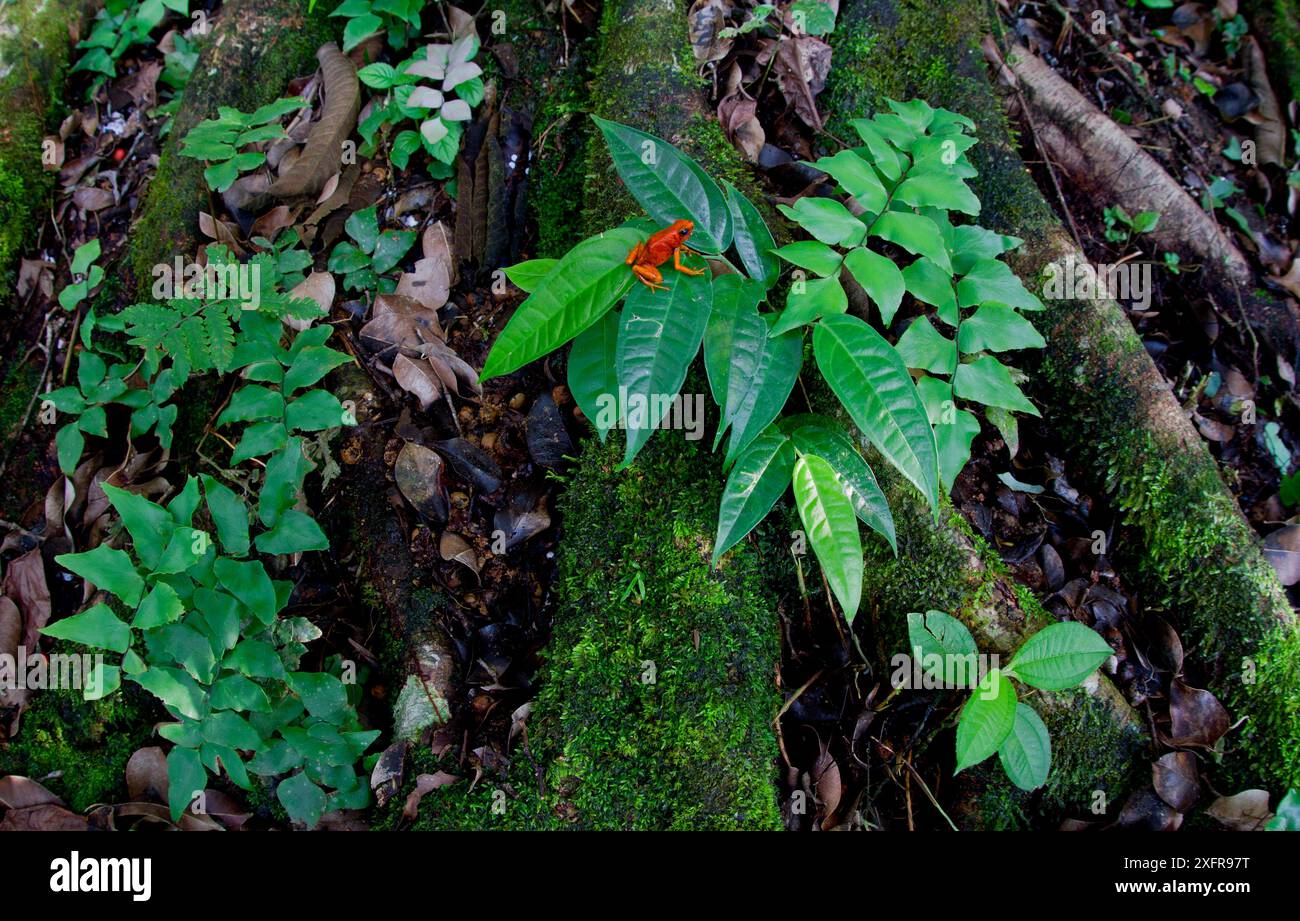 Little-devil poison frog (Oophaga sylvatica) on leaves, Canande ...