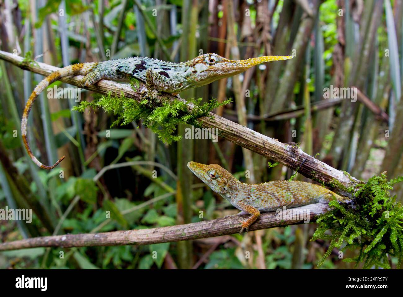 Pinocchio lizard / Ecuadorian horned anole (Anolis proboscis) pair ...
