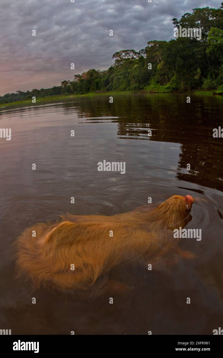 Hoffmann's two-toed sloth (Choloepus hoffmanni) swimming, Tambopata ...