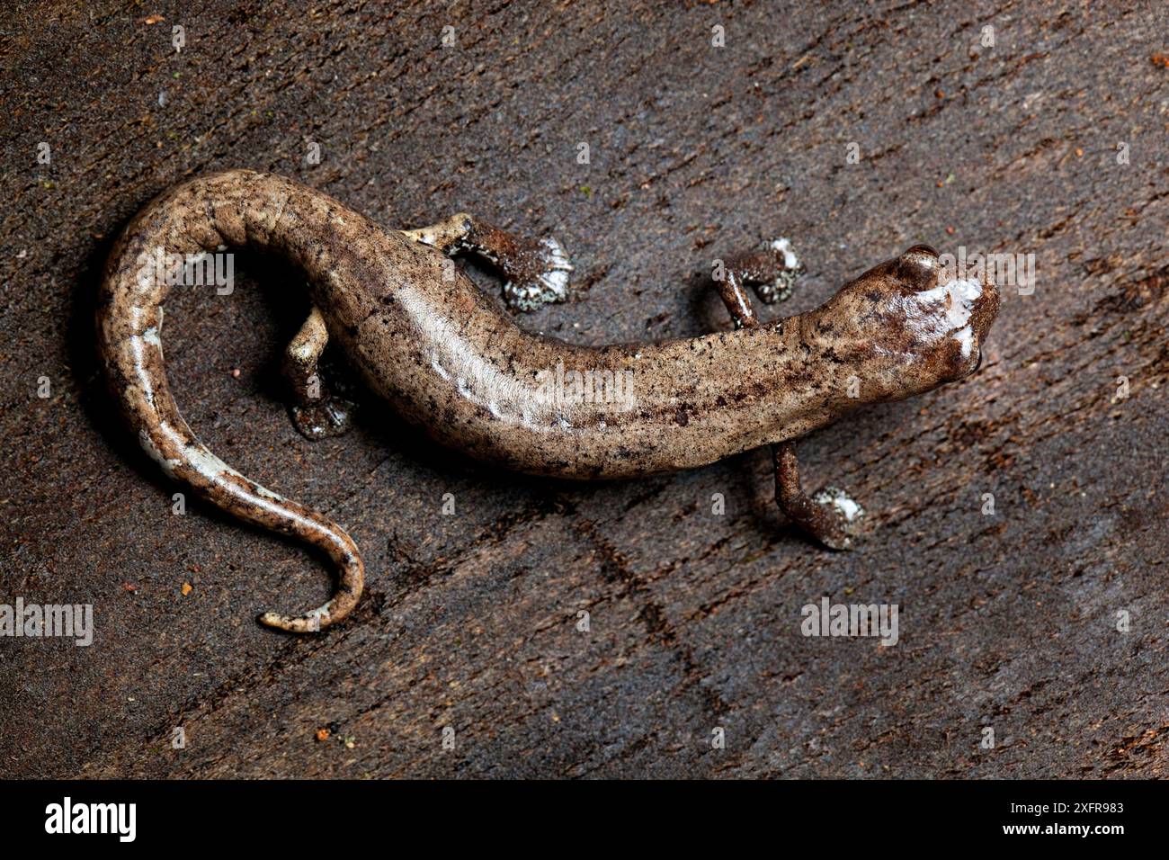 Ecuadorian climbing salamander bolitoglossa equatoriana hi-res stock ...
