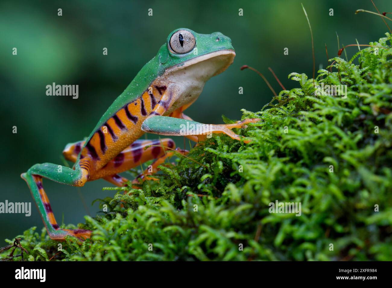 Tiger leg monkey frog / Tiger-striped monkey frog (Phyllomedusa ...