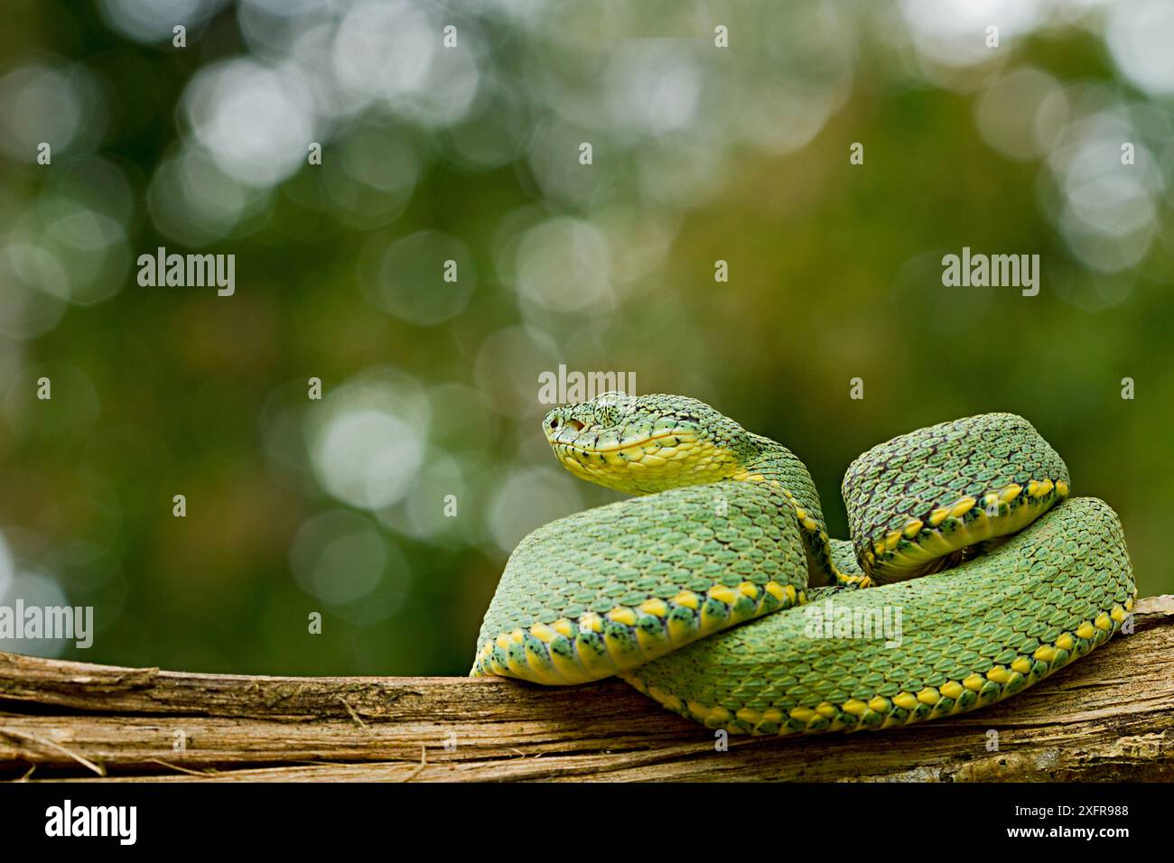 Two striped forest pitviper (Bothriopsis bilineata) curled up on log ...