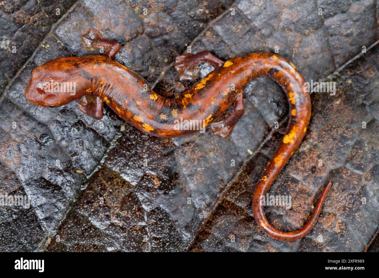 Ecuador mushroomtongue salamander hi-res stock photography and images ...