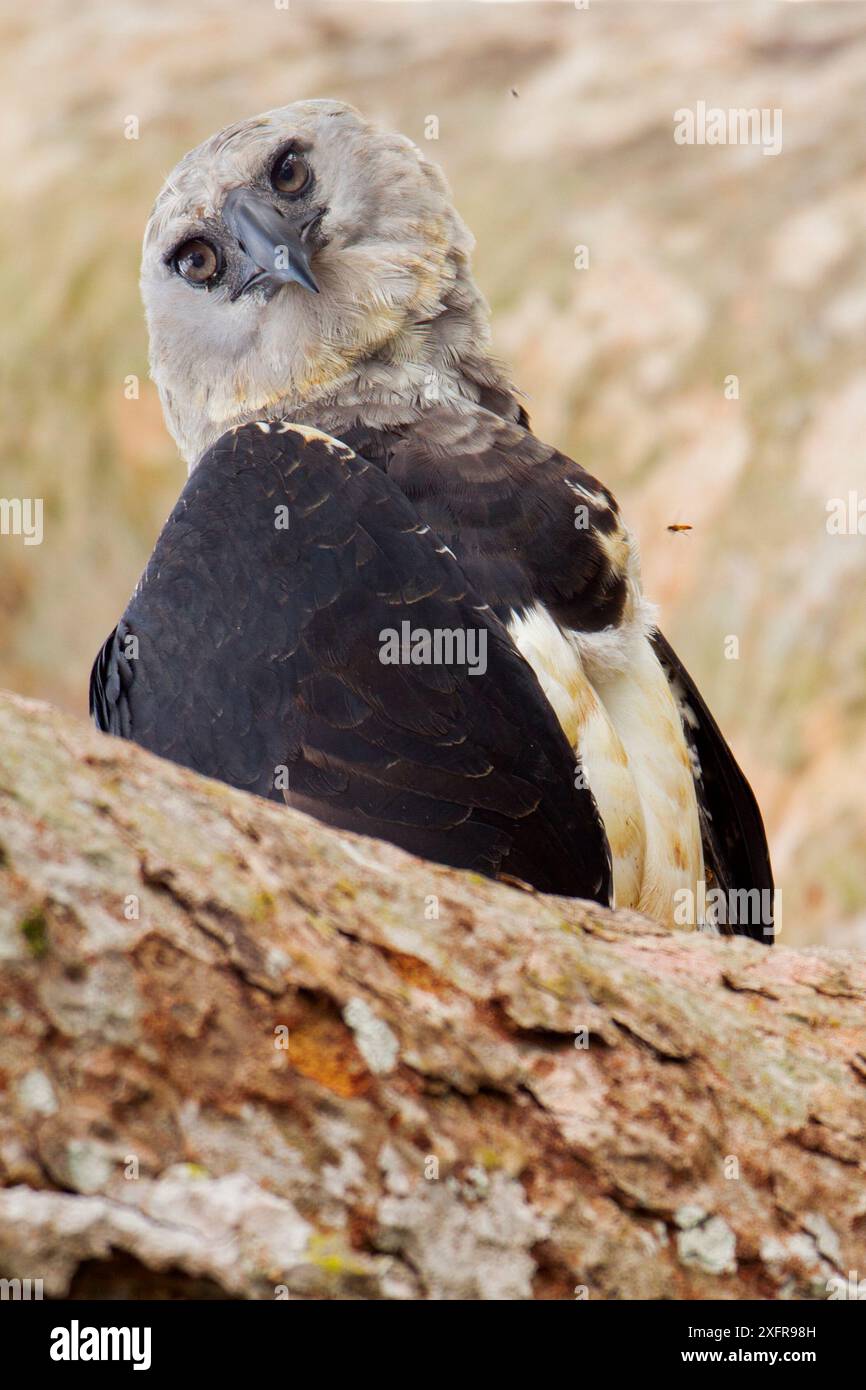 Harpy eagle (Harpia harpyja) portrait, Tambopata, Madre de Dios, Peru ...