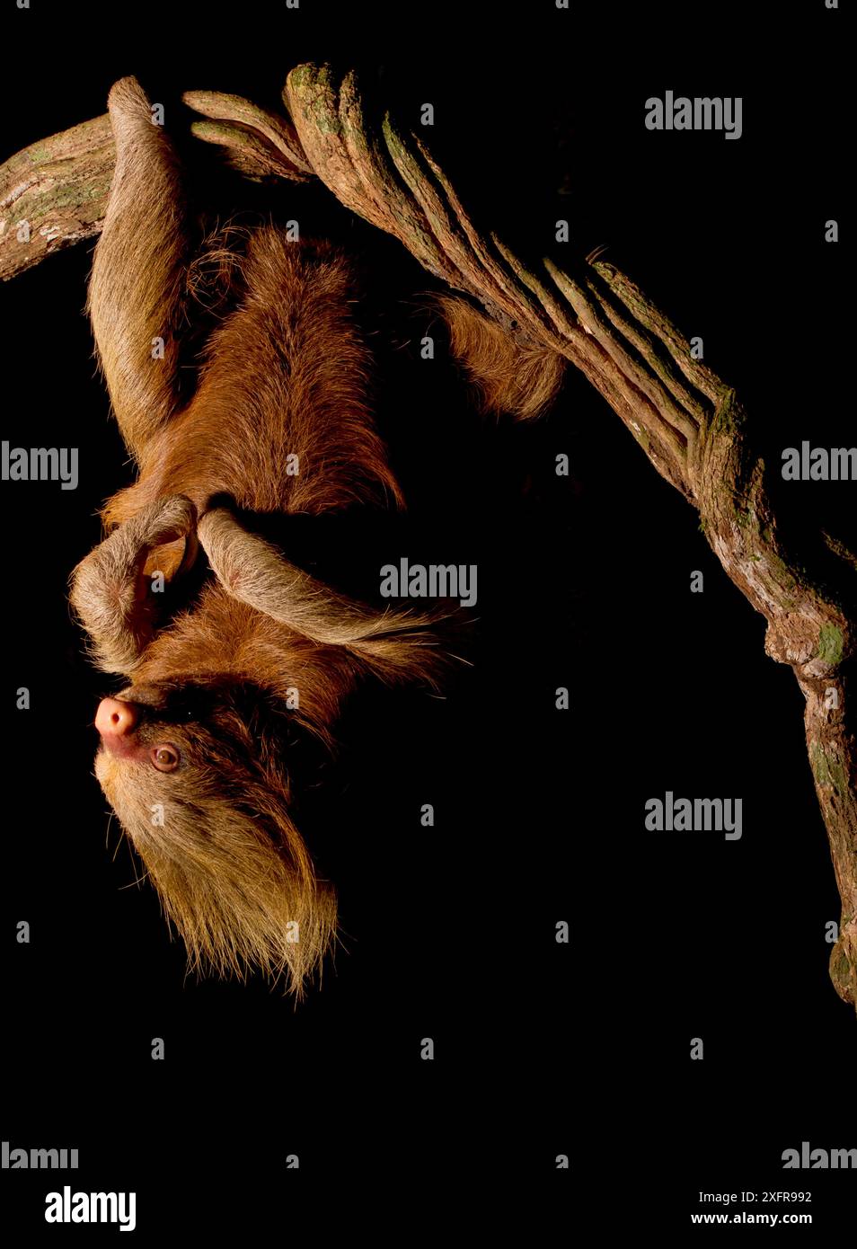 Hoffmann's two-toed sloth (Choloepus hoffmanni) hanging from branch at ...