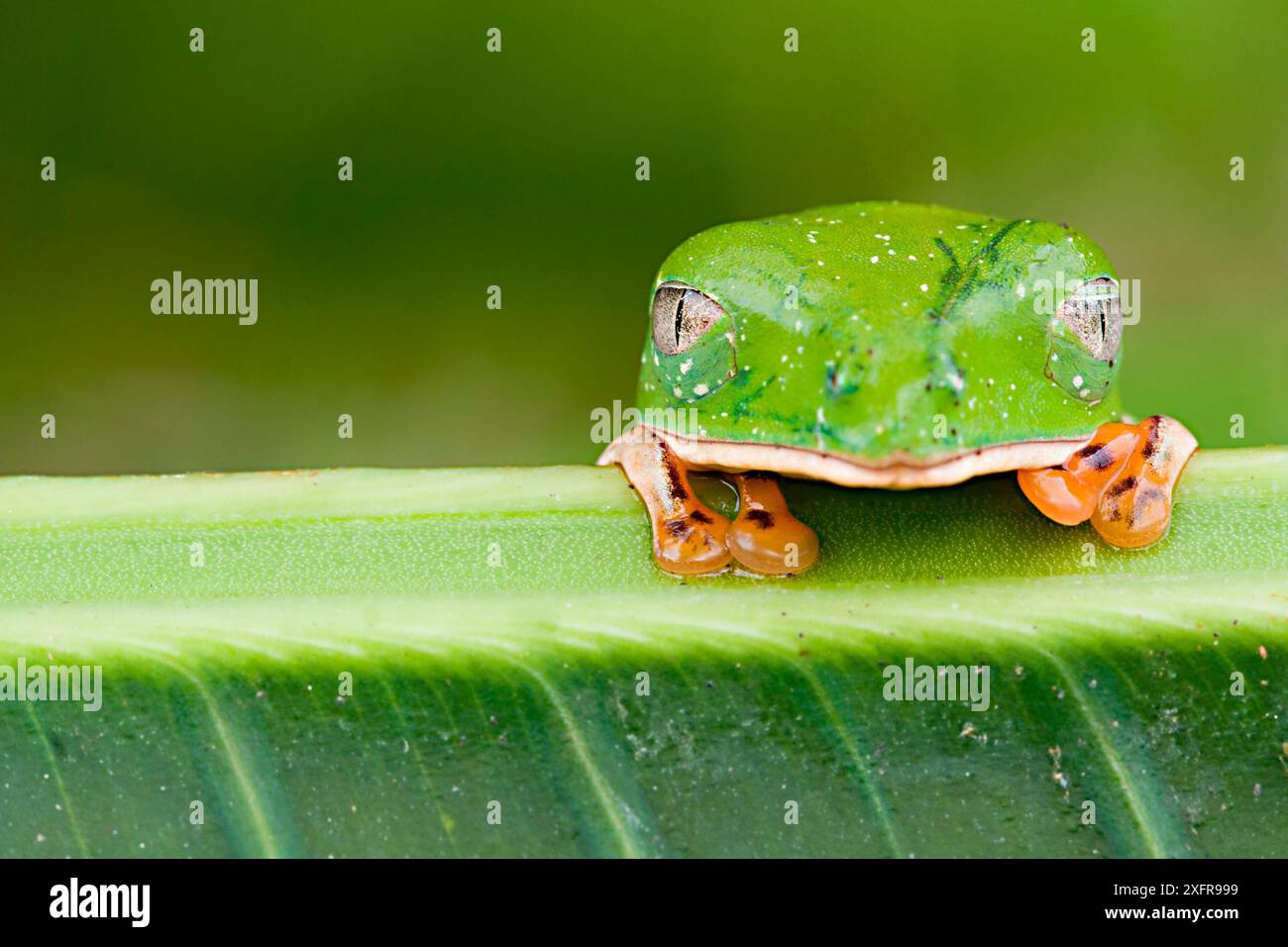 Tiger leg monkey tree frog hi-res stock photography and images - Alamy