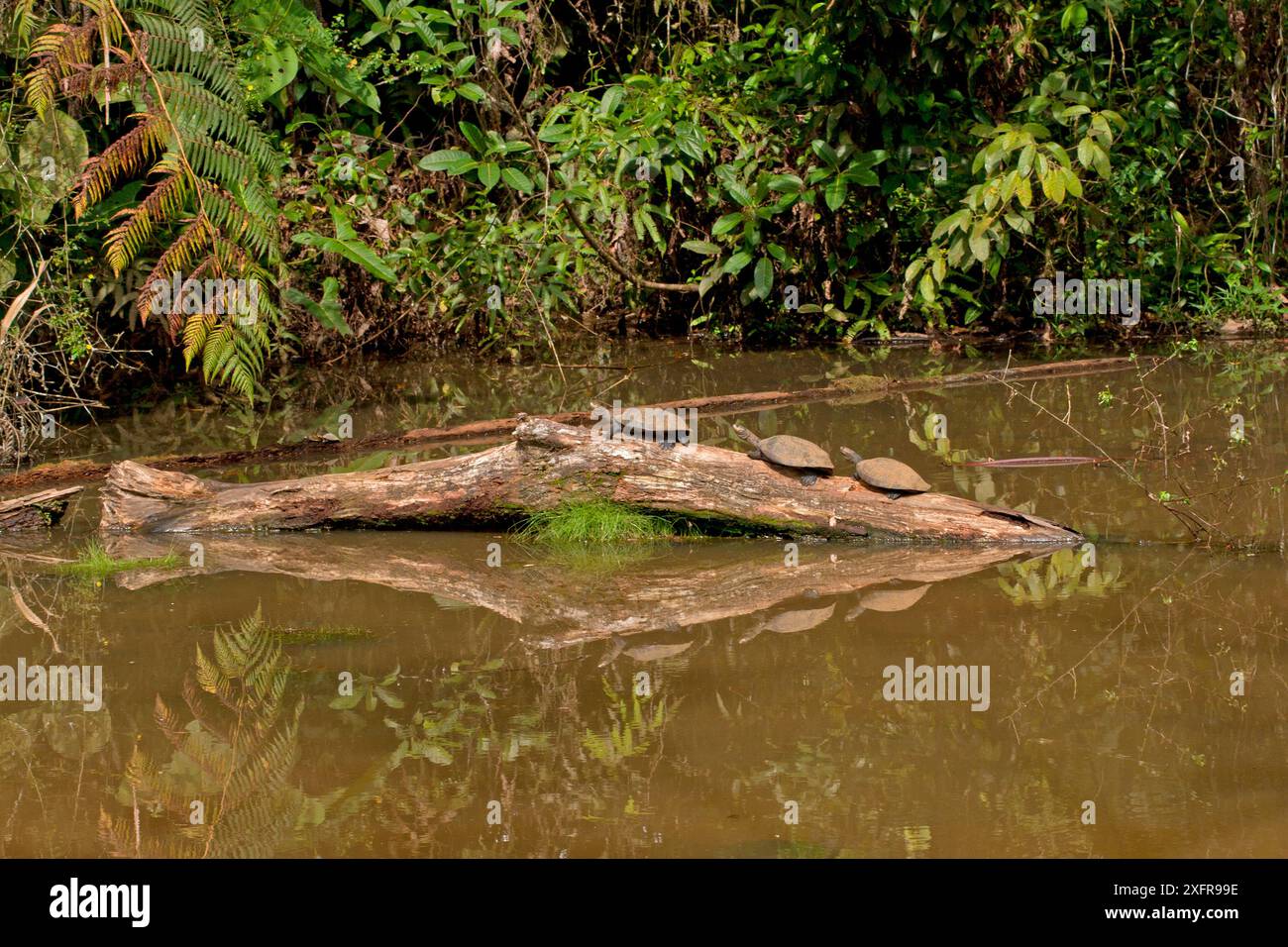 Three Yellow spotted / Amazon river turtles (Podocnemis unifilis) on ...