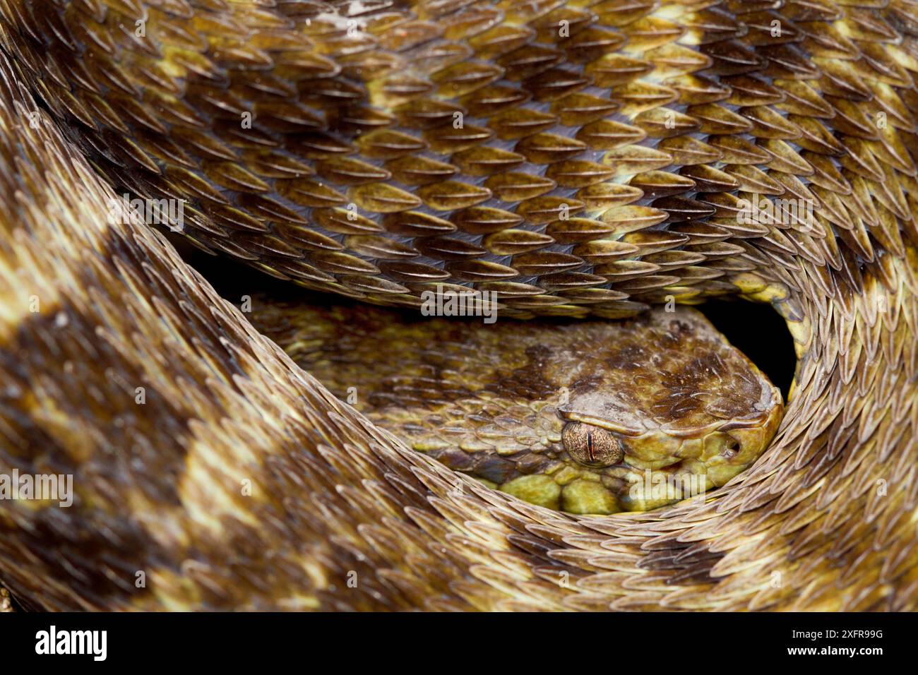 Common lancehead (Bothrops atrox) curled up, Yasuni National Park ...