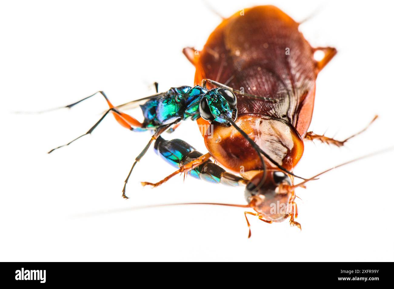 Jewel wasp (Ampulex compressa) stinging Cockroach prey (Periplaneta ...