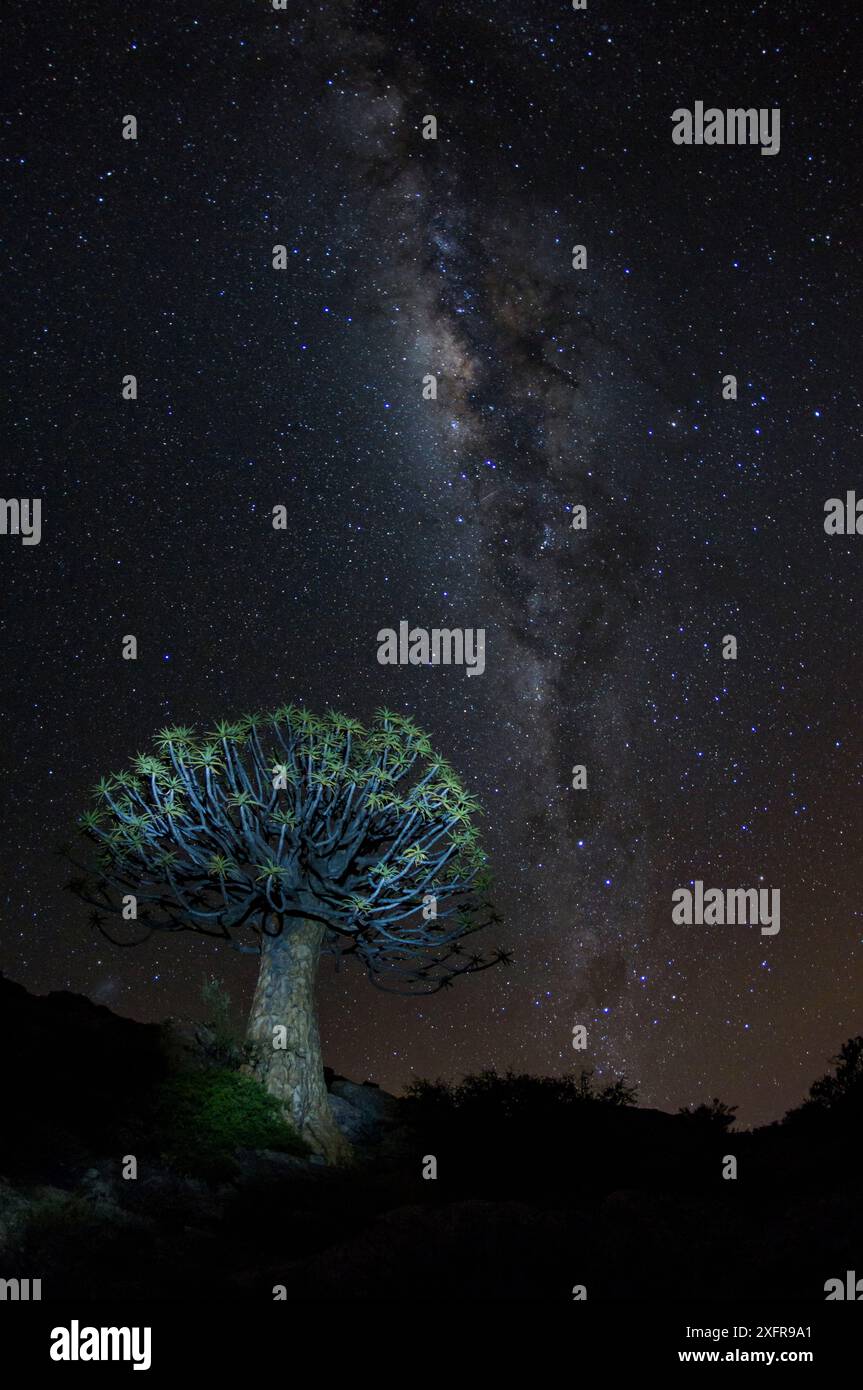 Quiver tree (Aloidendron dichotomum) at night with the milky way, Namib ...