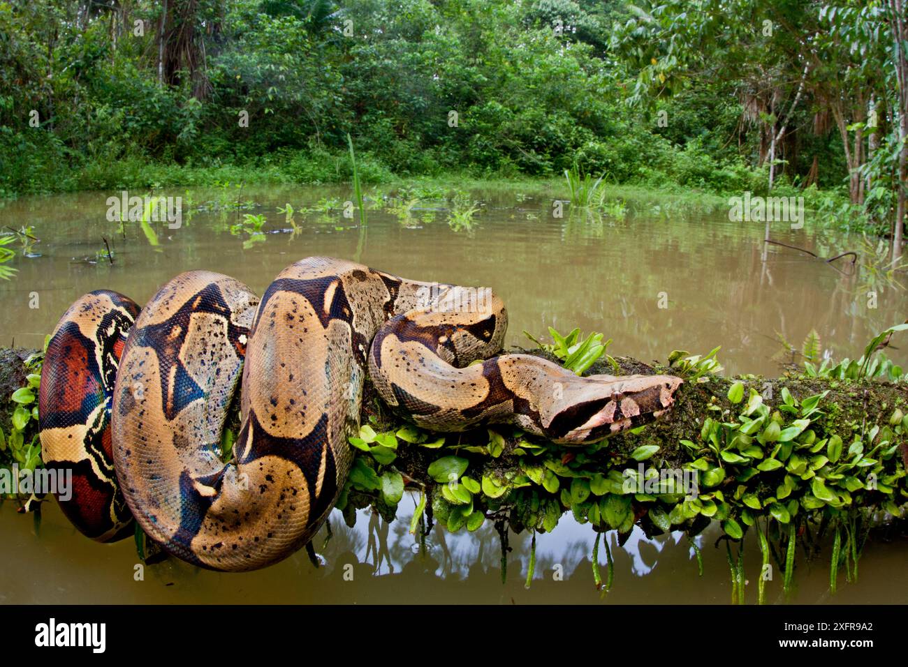 Red tailed boa constrictor (Boa constrictor) on fallen tree over water ...