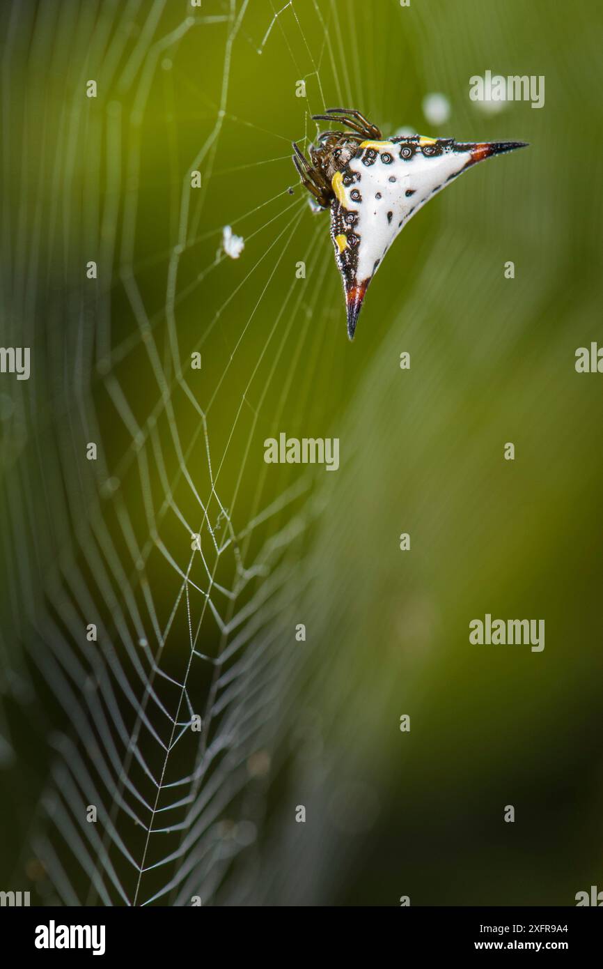 Spiny orb weaver spider (Gasteracantha sp), Madagascar Stock Photo - Alamy