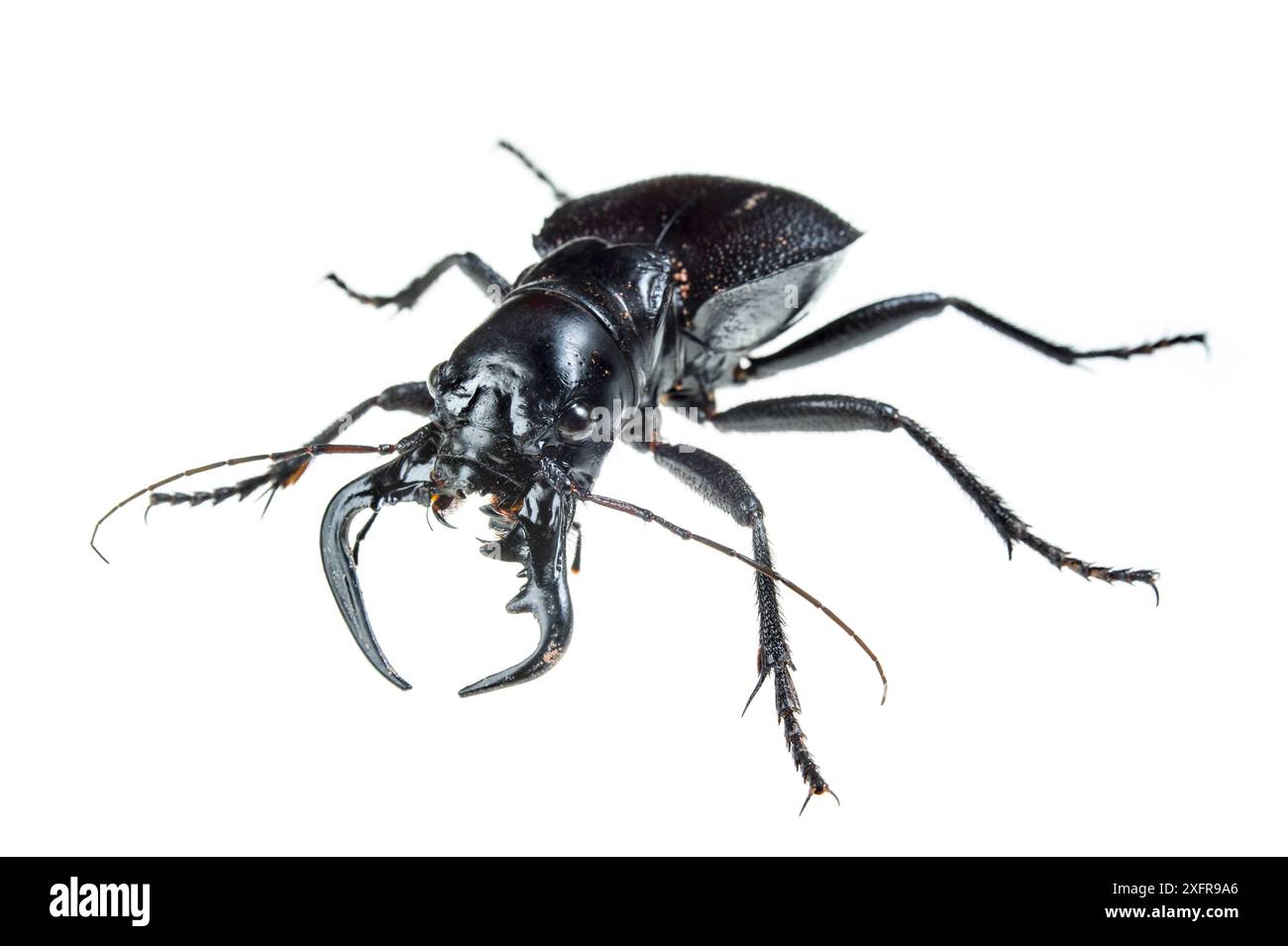 Manticora hi-res stock photography and images - Alamy