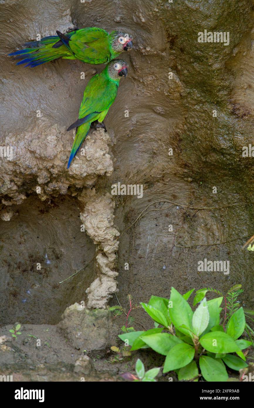 Clay lick yasuni hi-res stock photography and images - Alamy