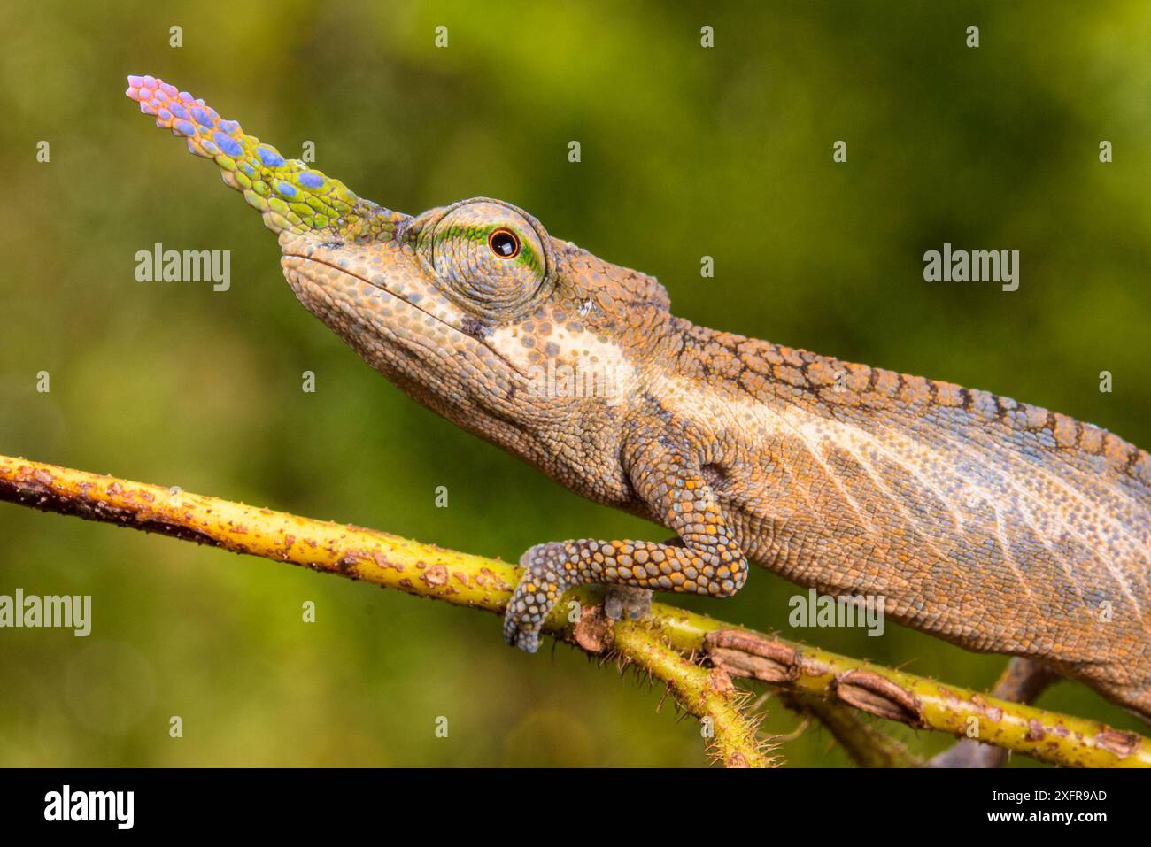 Lance-nosed chameleon (Calumma gallus), Andasibe-Mantadia National Park ...