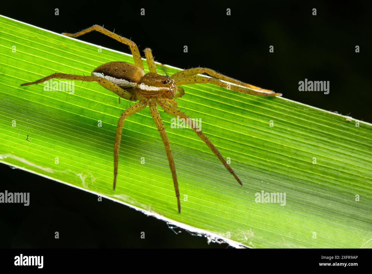 Individual spiders hi-res stock photography and images - Alamy