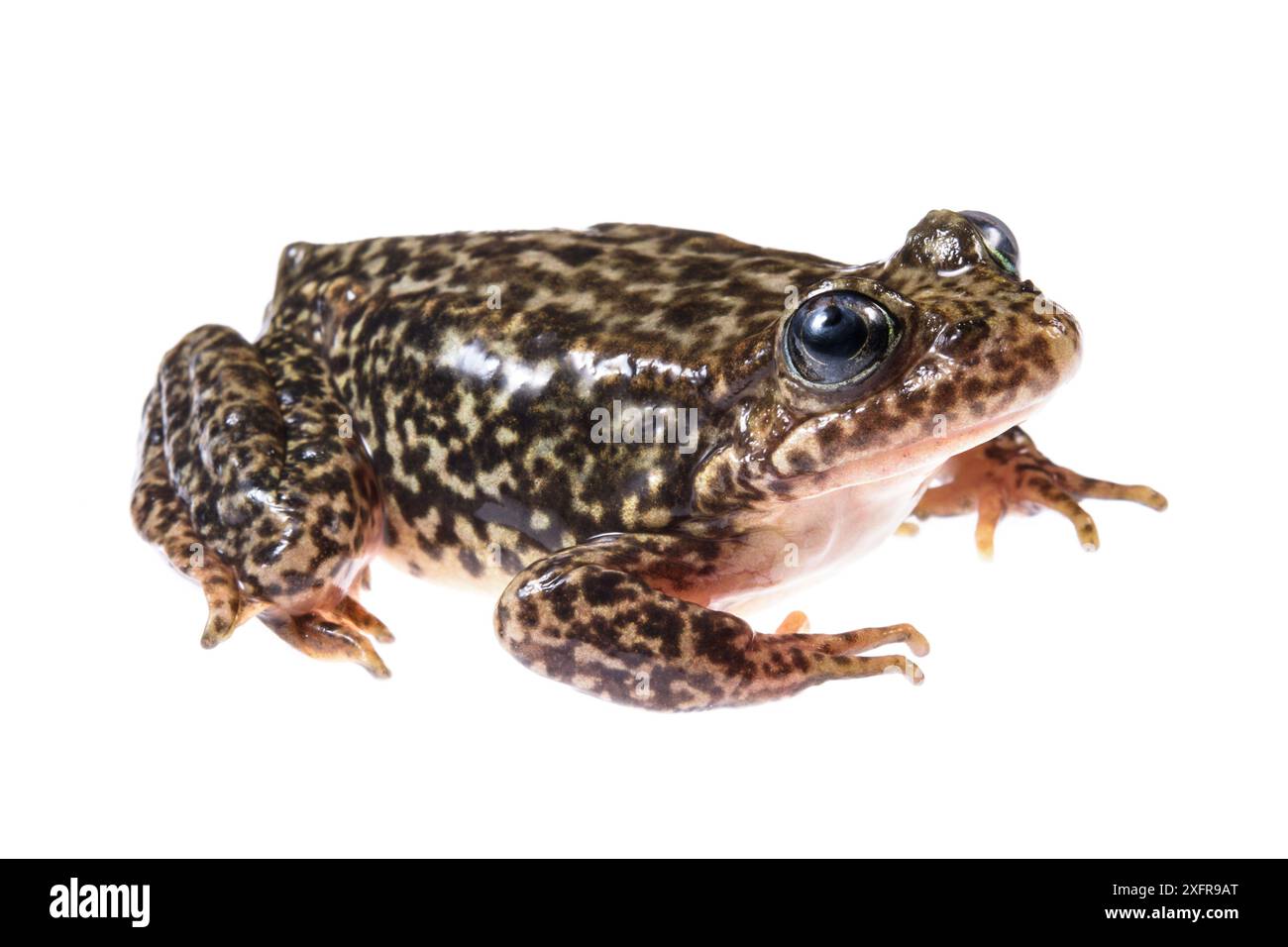 Sierra Nevada yellow-legged frog (Rana sierrae) California, USA, August ...