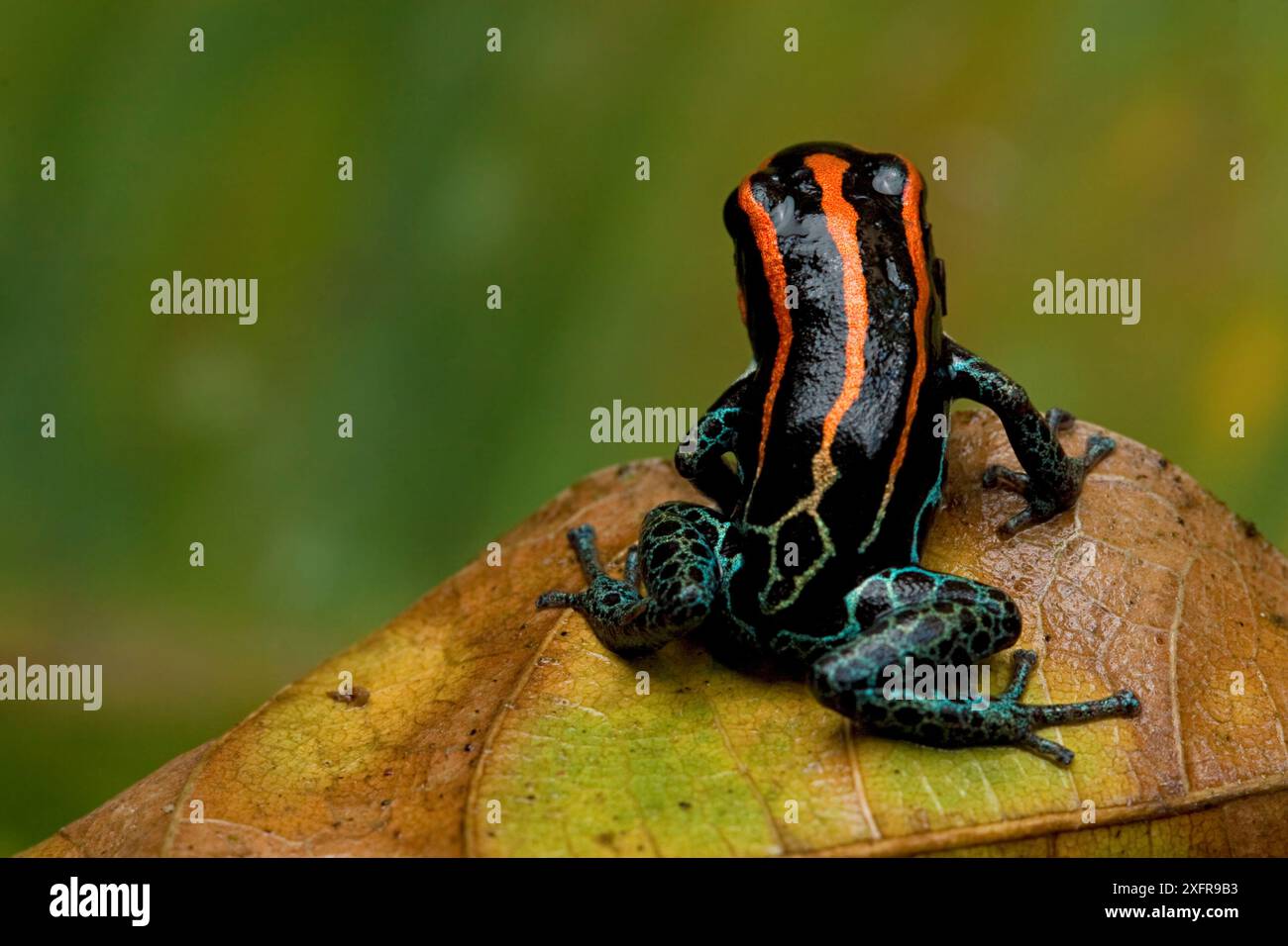 Reticulated poison frog (Ranitomeya ventrimaculata) on leaf, Yasuni ...