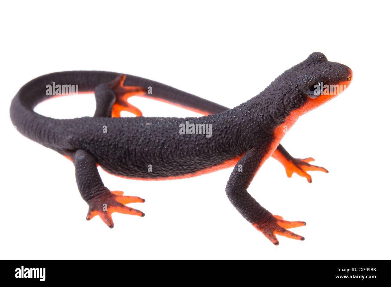 Red-bellied newt (Taricha rivularis) on white background, California ...