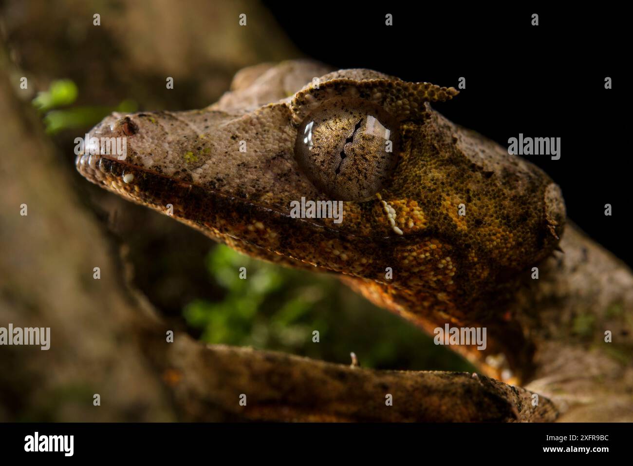 Satanic leaf-tailed gecko (Uroplatus phantasticus), Andasibe National ...