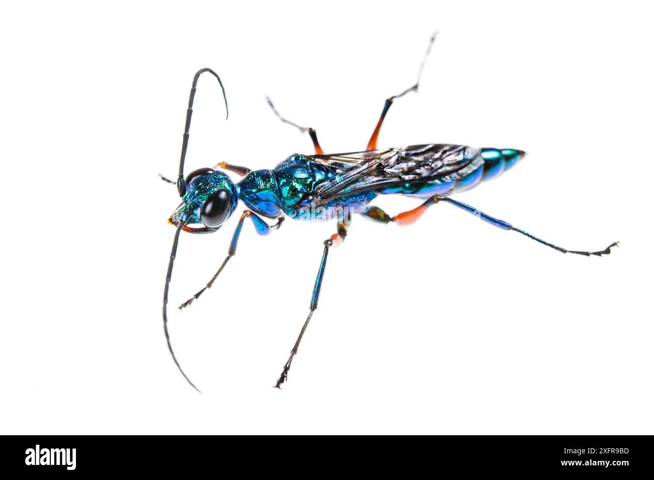 Jewel wasp (Ampulex compressa) on white background, captive Stock Photo ...