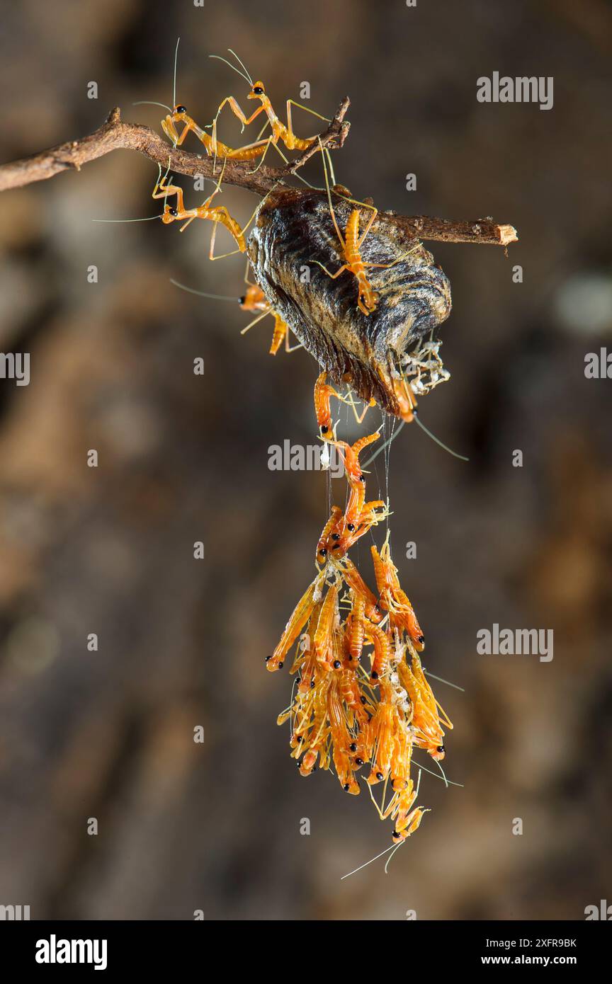 Praying mantis ootheca hatching, Botswana Stock Photo - Alamy
