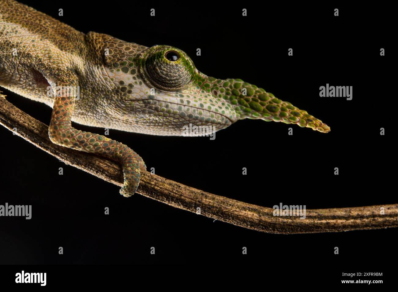 Lance-nosed chameleon (Calumma gallus), Andasibe-Mantadia National Park ...
