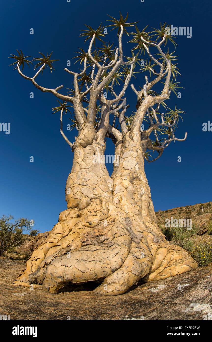 Quiver tree (Aloidendron dichotomum) Namaqualand National Park, Namibia ...