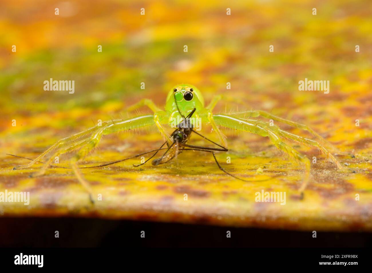 Magnolia green jumping spider (Lyssomanes viridis) with cranefly prey ...