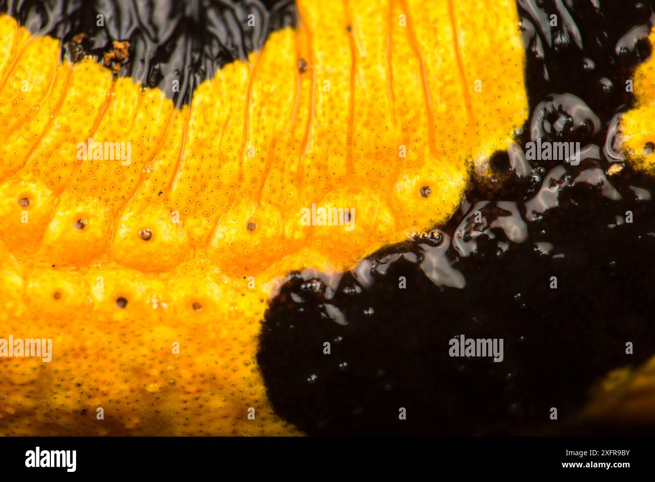 Fire salamander (Salamandra salamandra) close up of skin, Italy Stock ...