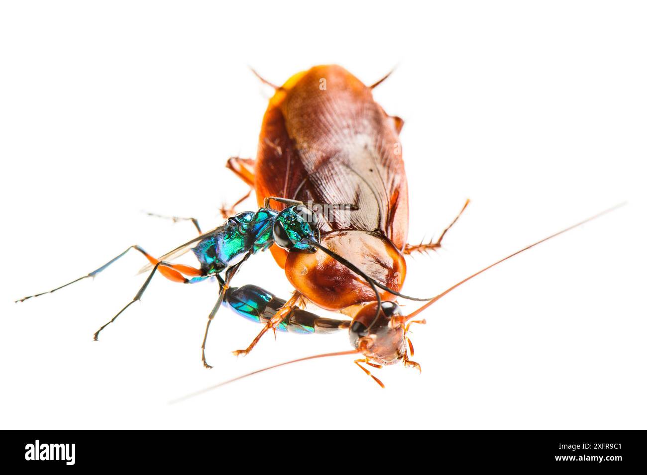 Jewel wasp (Ampulex compressa) stinging Cockroach prey (Periplaneta ...