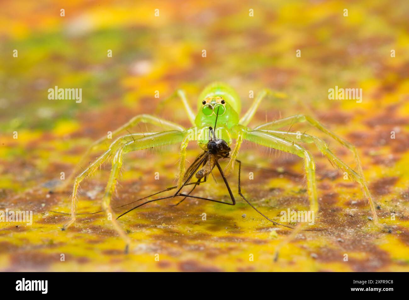 Magnolia green jumping spider (Lyssomanes viridis) with cranefly prey ...