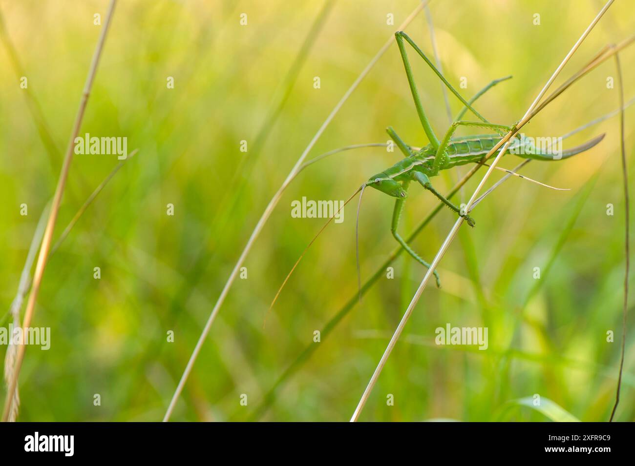 Predatory bush cricket (Saga pedo), Italy, July Stock Photo - Alamy