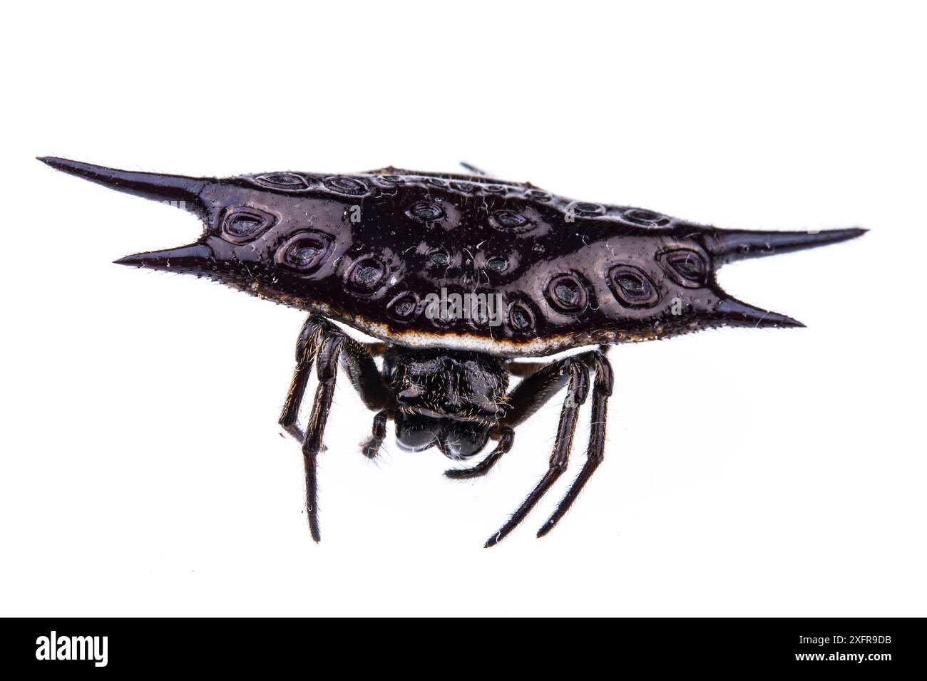 Spiny orb-weaver spider (Gasteracantha diardi) on white background ...