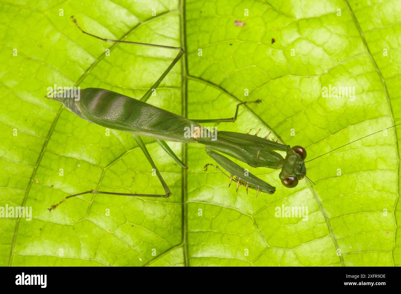 Mantis (Gildella suavis) Mulu National Park, Sabah, Borneo Stock Photo ...