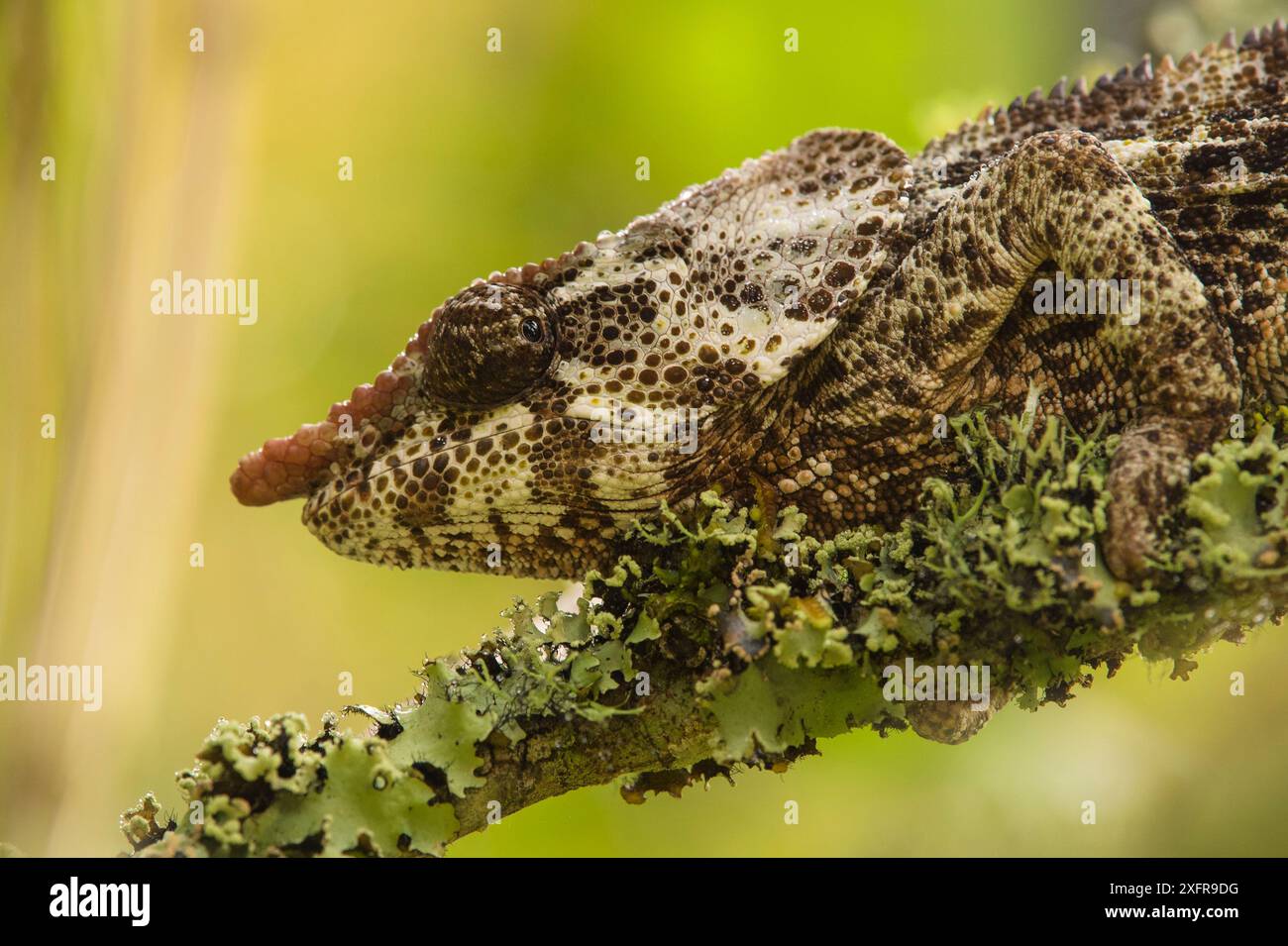 Short-horned chameleon (Calumma brevicorne) portrait, Andasibe ...