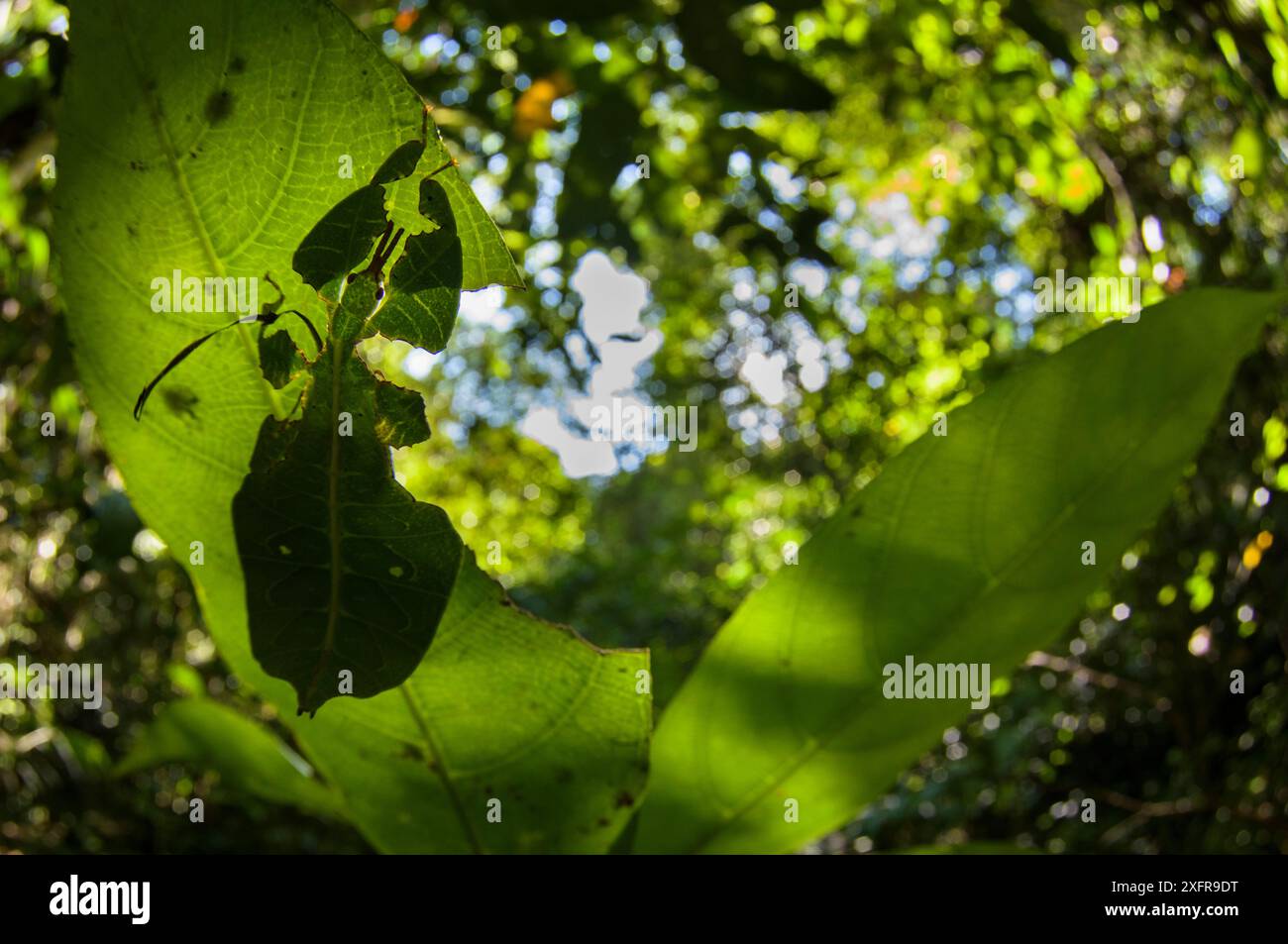 Leaf insect (Phyllium sp.) camouflaged in rainforest, Mulu National ...