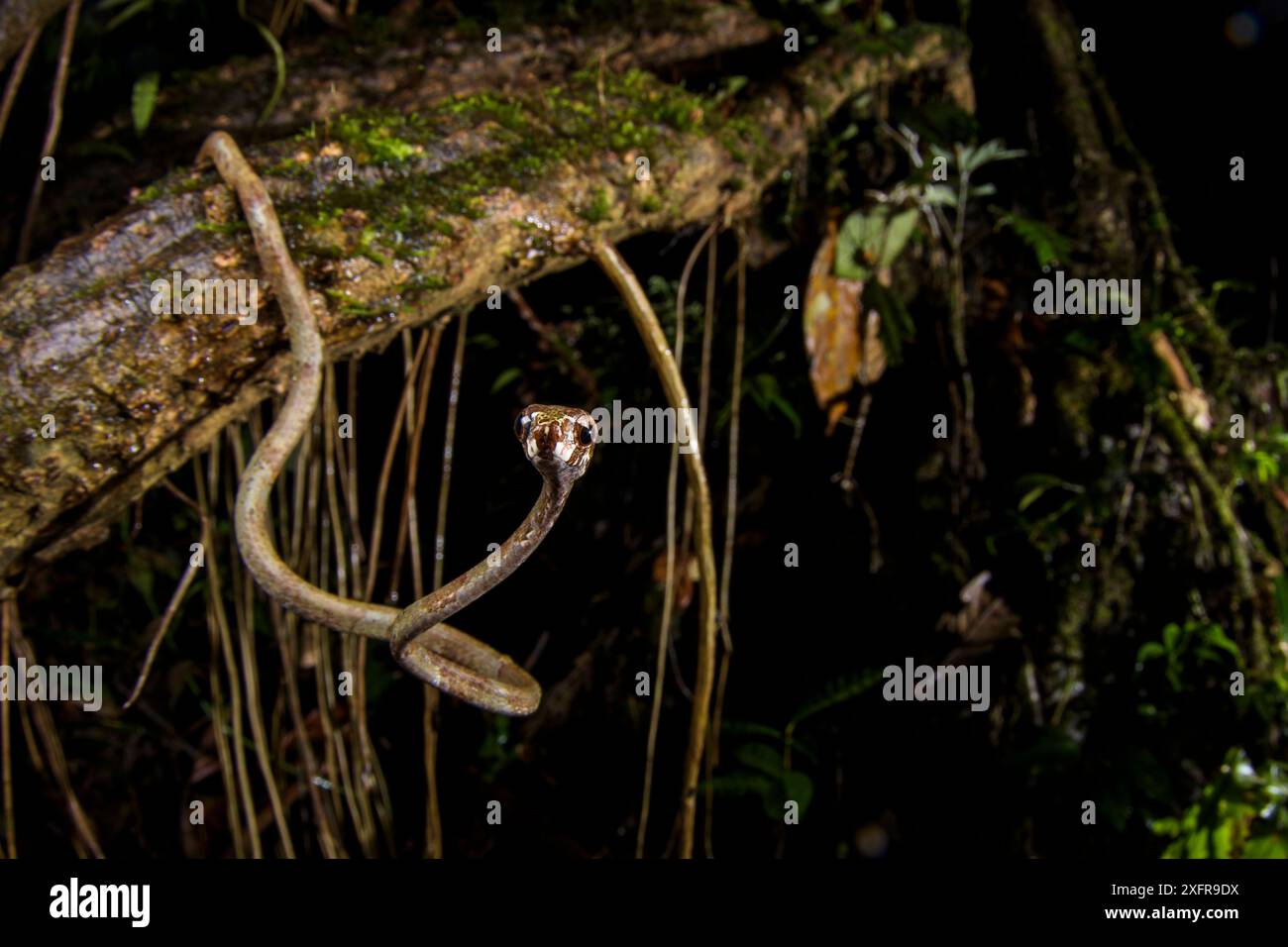 Blunthead slug snake (Aplopeltura boa) Mulu National Park, Sabah ...