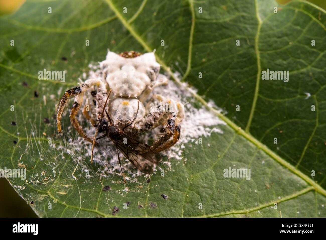 Bird dropping crab spiders hi-res stock photography and images - Alamy