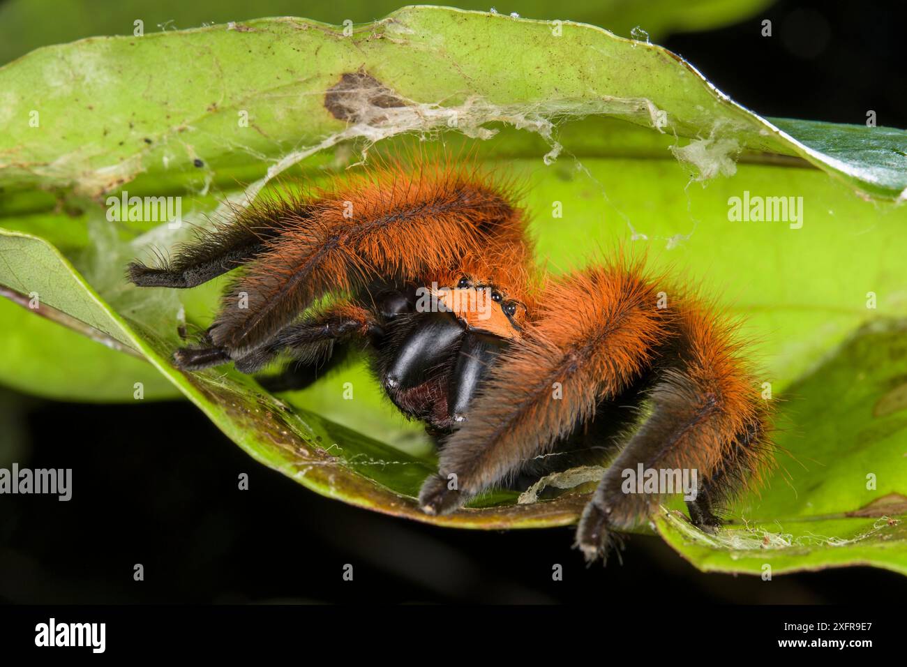 Huntsman spider (Megaloremmius leo) Andasibe, Madagascar. Endemic ...