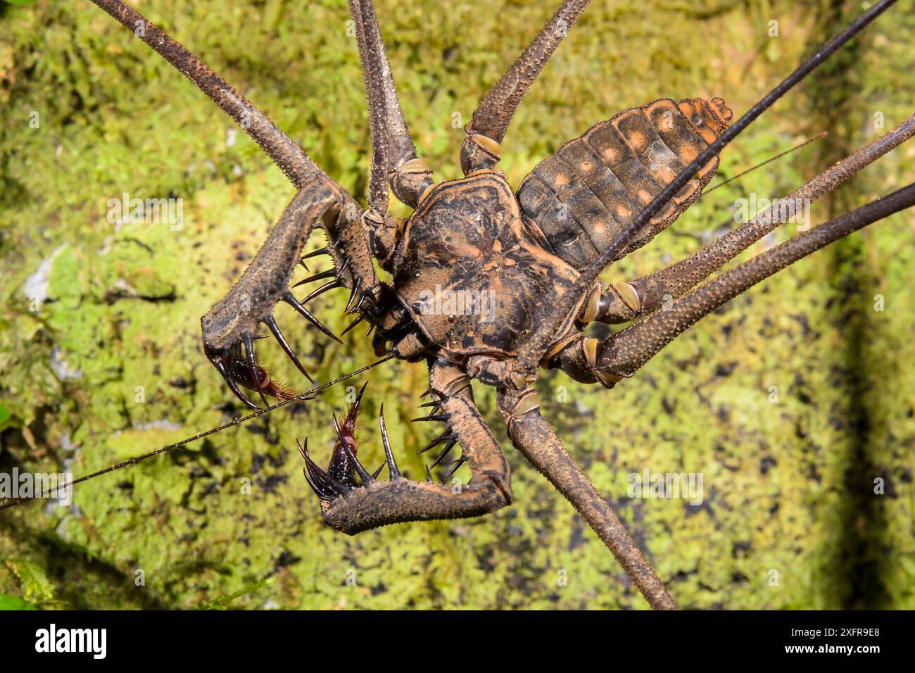 Whip scorpions hi-res stock photography and images - Alamy