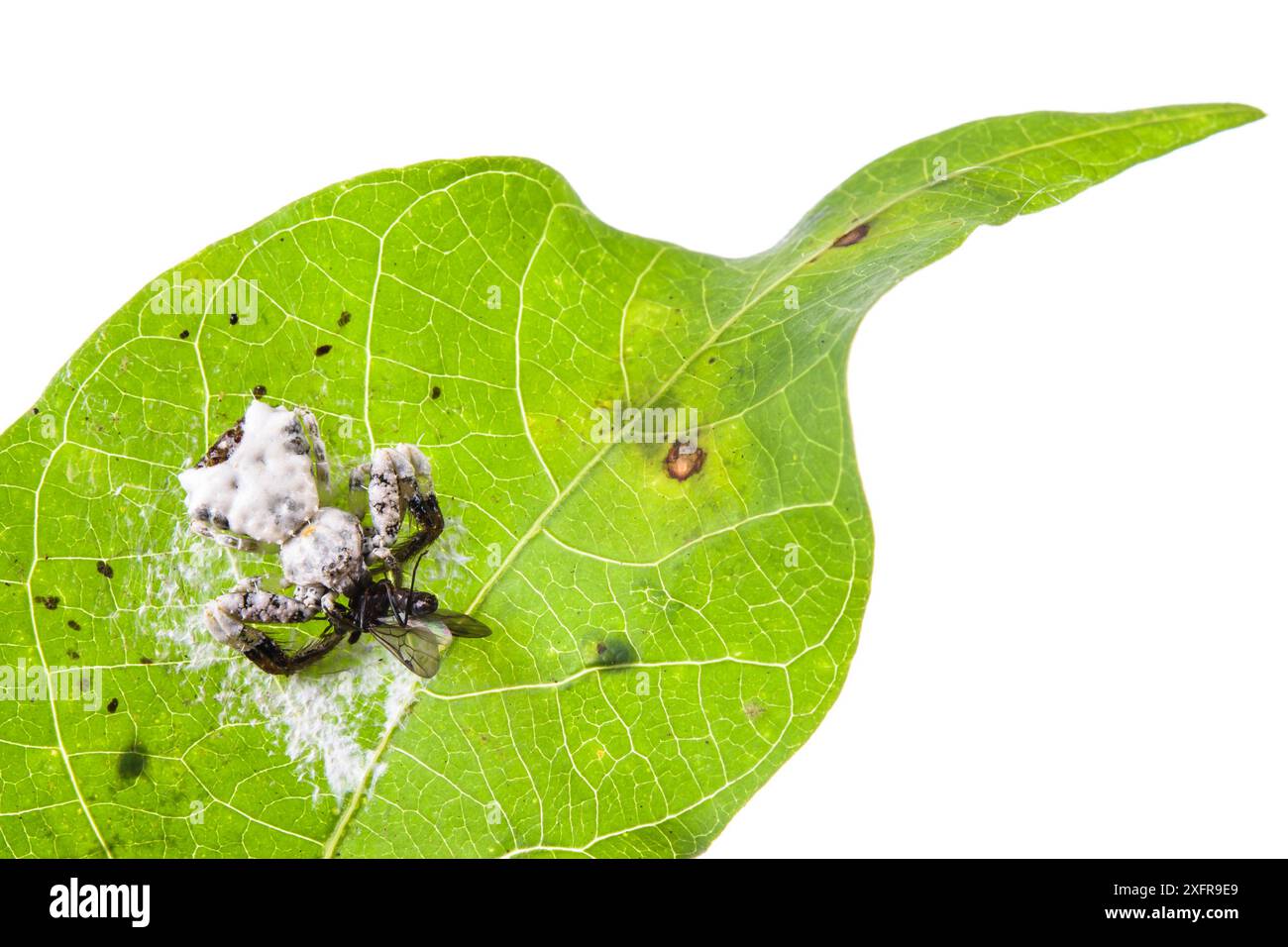 Bird-dropping spider (Phrynarachne decipiens) camouflaged on web on ...