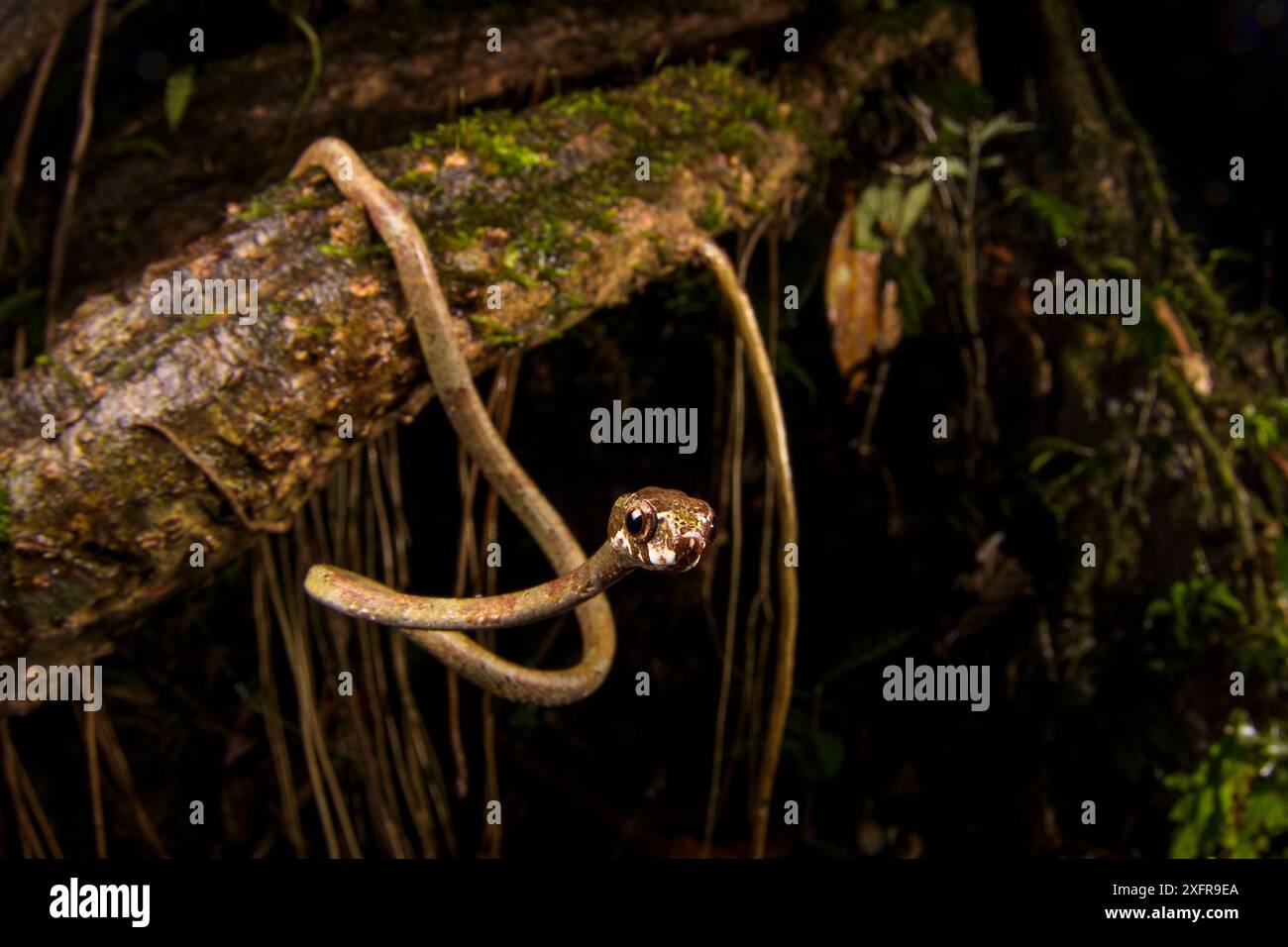 Blunthead slug snake (Aplopeltura boa) Mulu National Park, Sabah ...