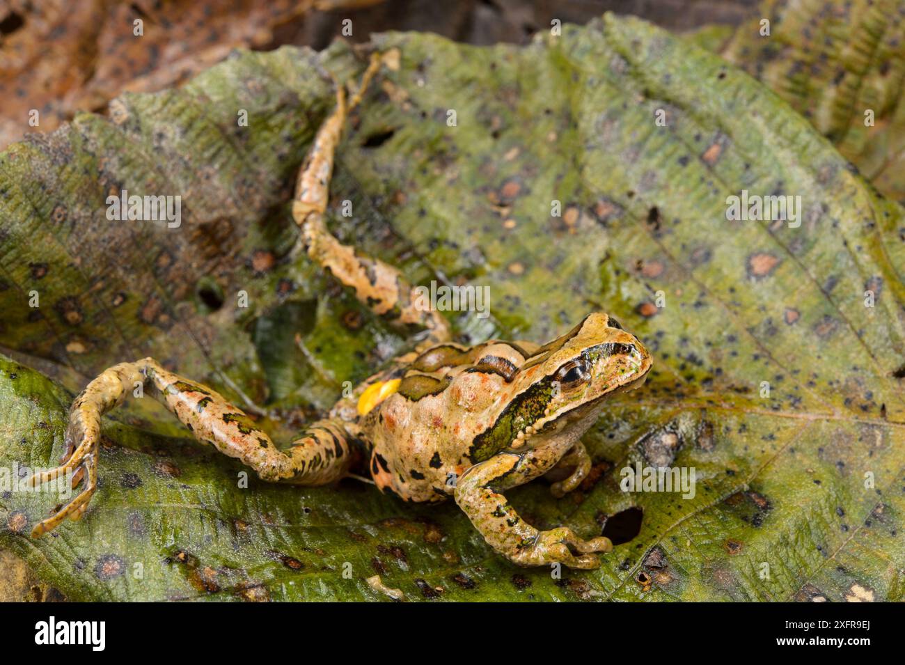 Chytridiomycosis hi-res stock photography and images - Alamy
